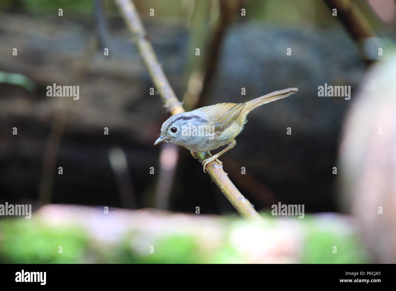 Alcippe peracensis Banque de photographies et d’images à haute ...