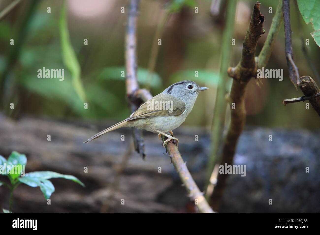 Alcippe peracensis Banque de photographies et d’images à haute ...