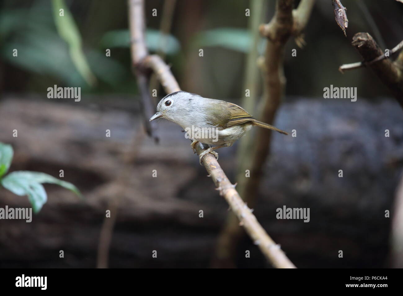 Alcippe peracensis Banque de photographies et d’images à haute ...