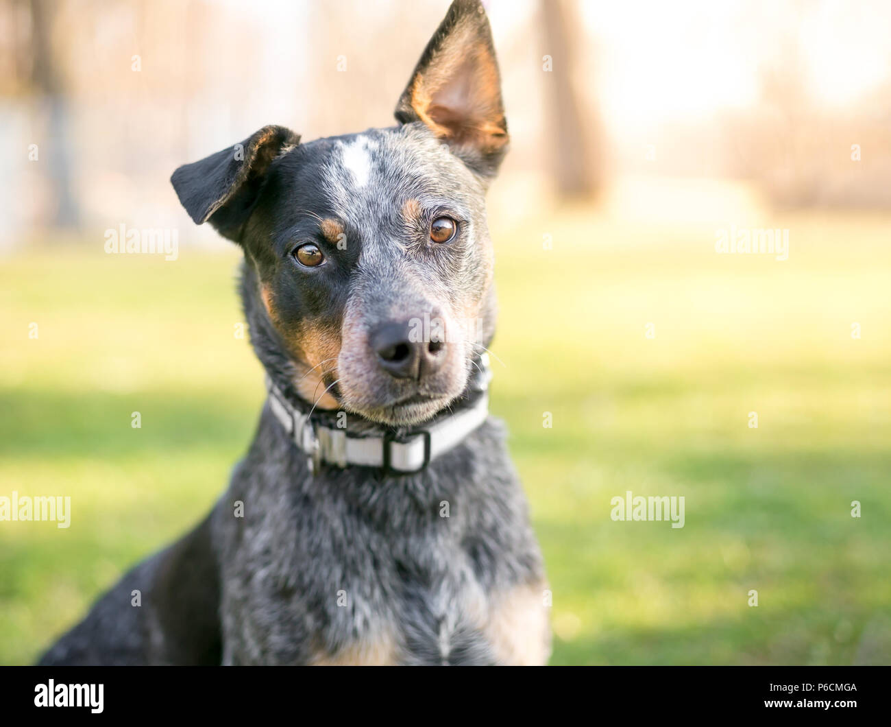Chien de bétail Banque de photographies et d’images à haute résolution ...