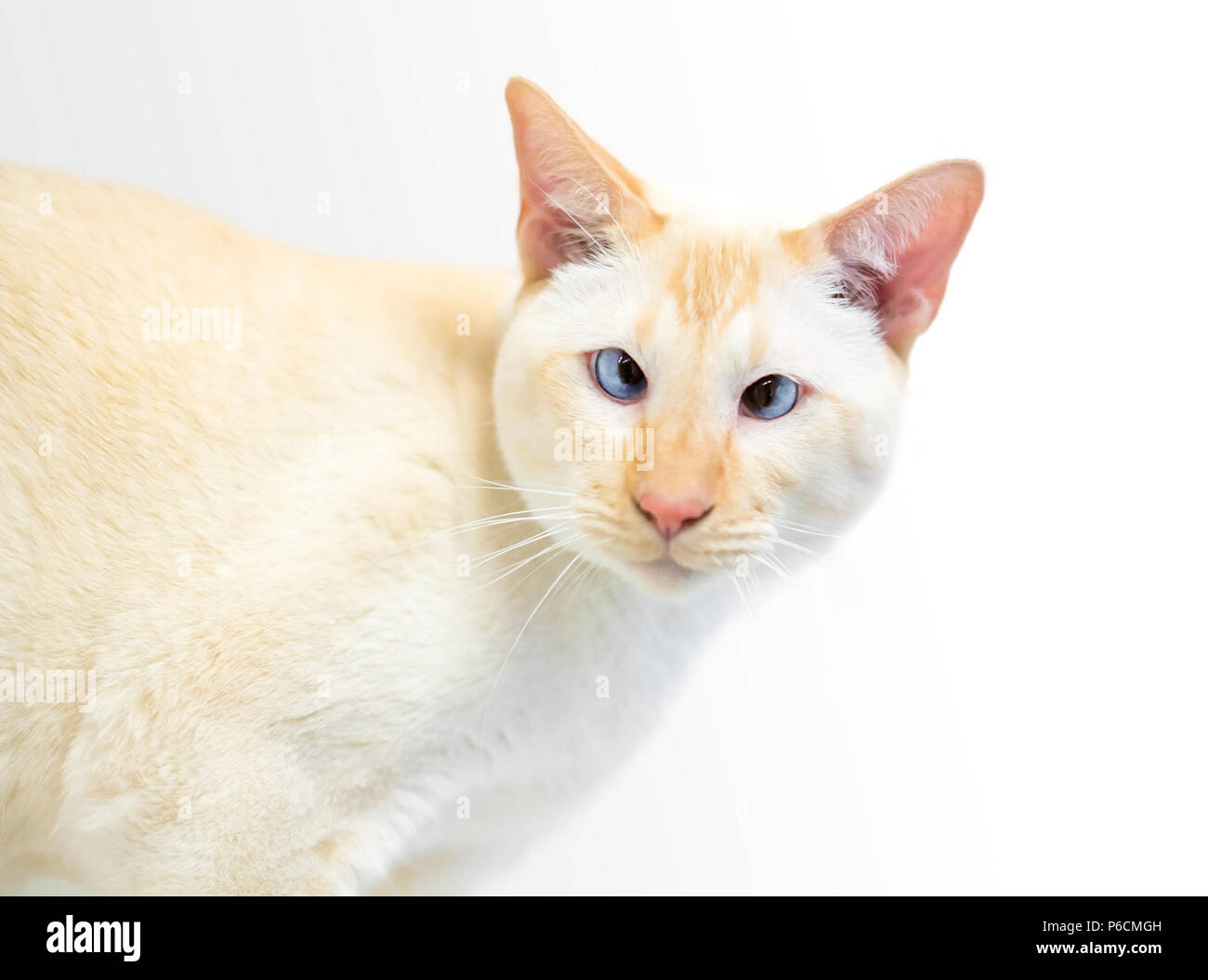 Chat qui louche Banque de photographies et d’images à haute résolution ...