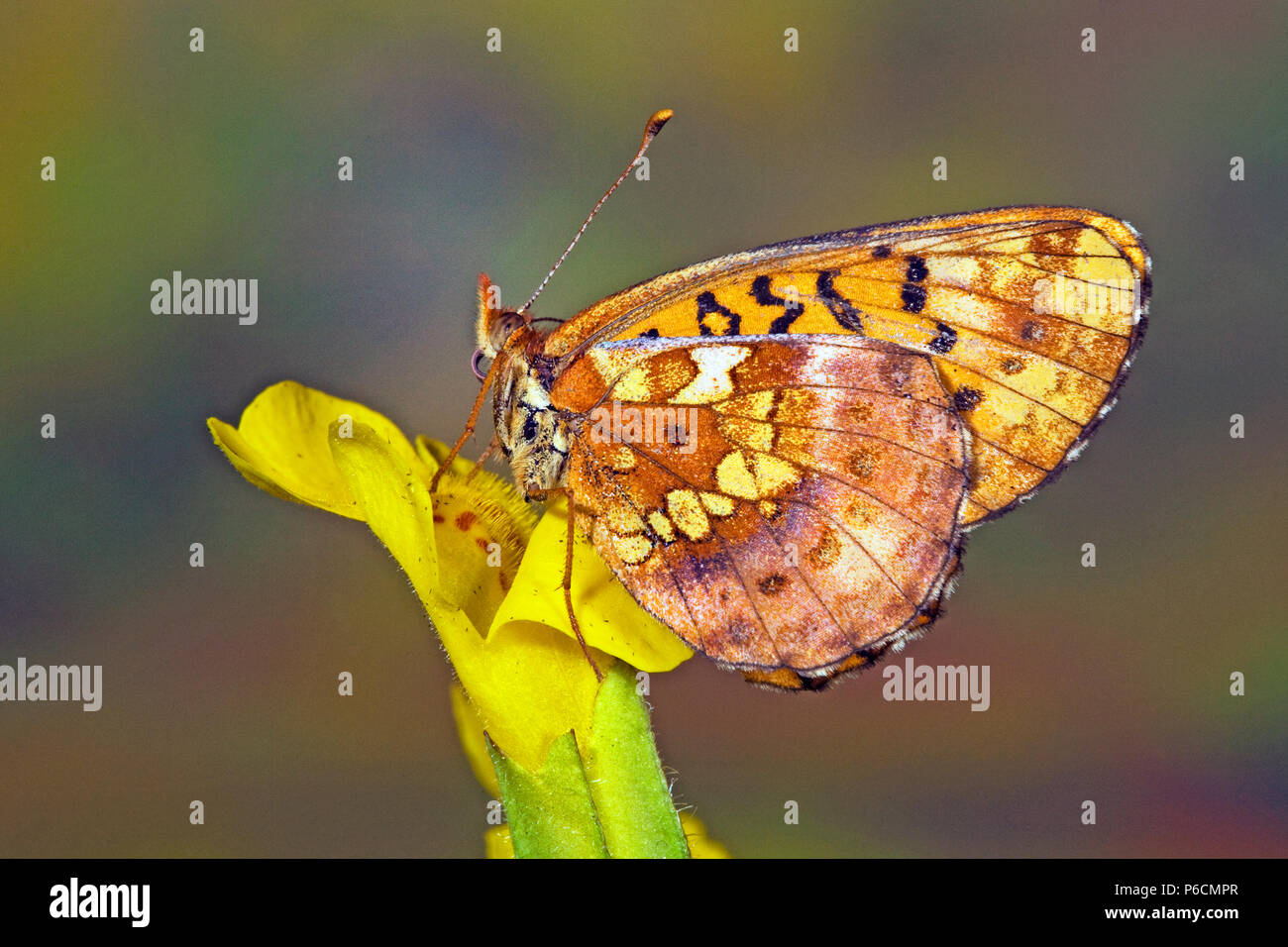 Visage de papillon Banque de photographies et d’images à haute ...