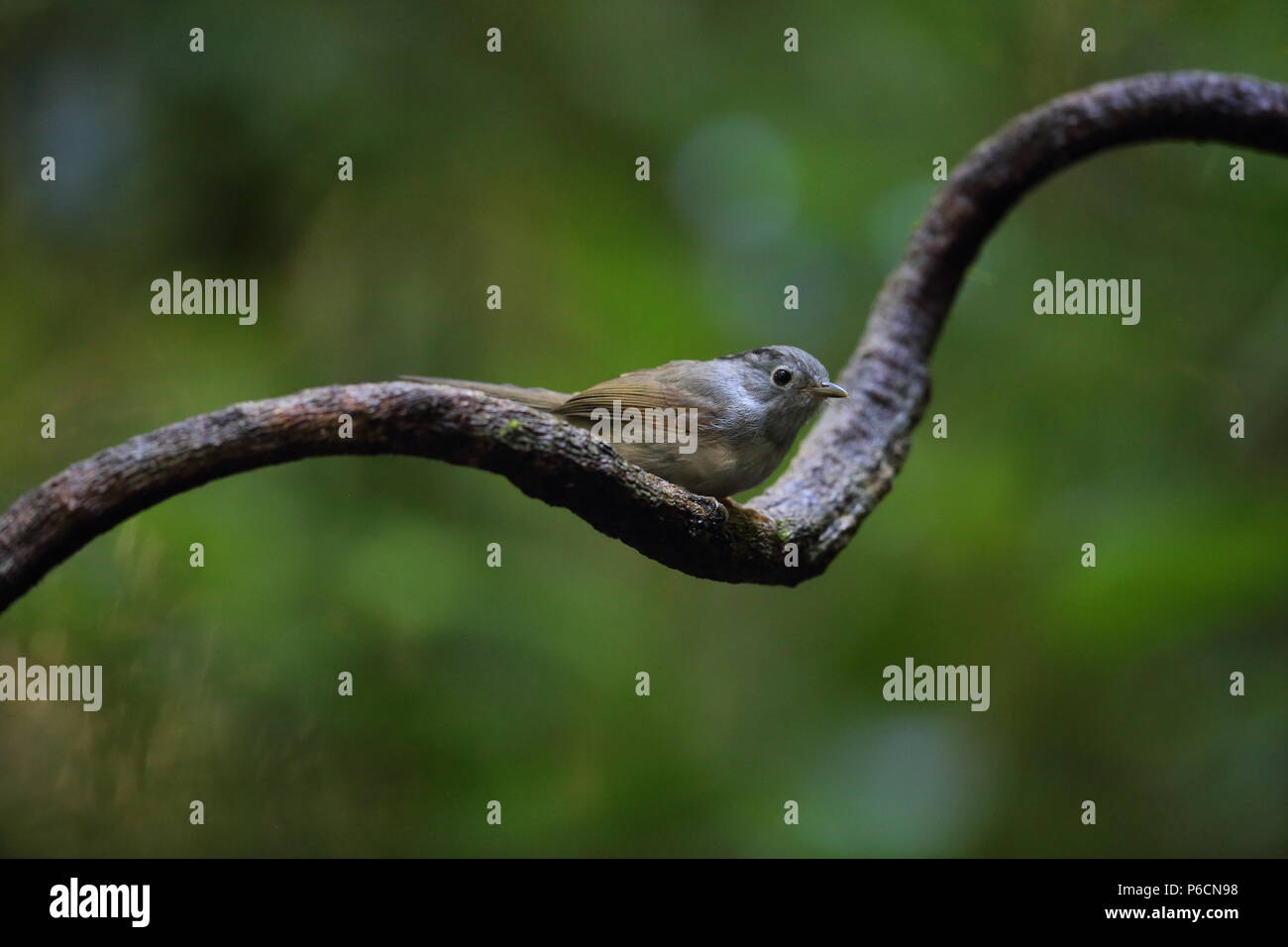 Alcippe peracensis Banque de photographies et d’images à haute ...