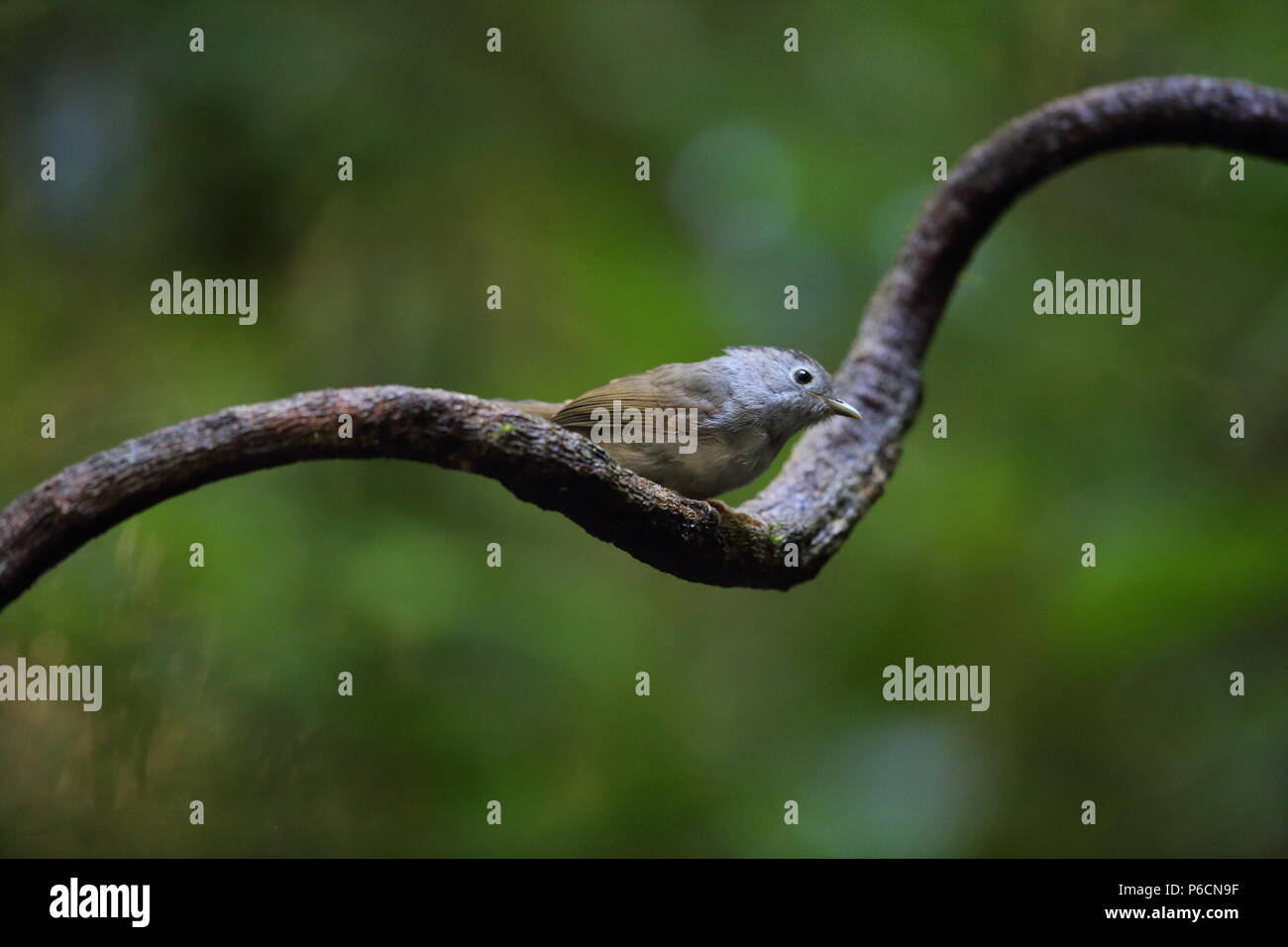 Alcippe peracensis Banque de photographies et d’images à haute ...