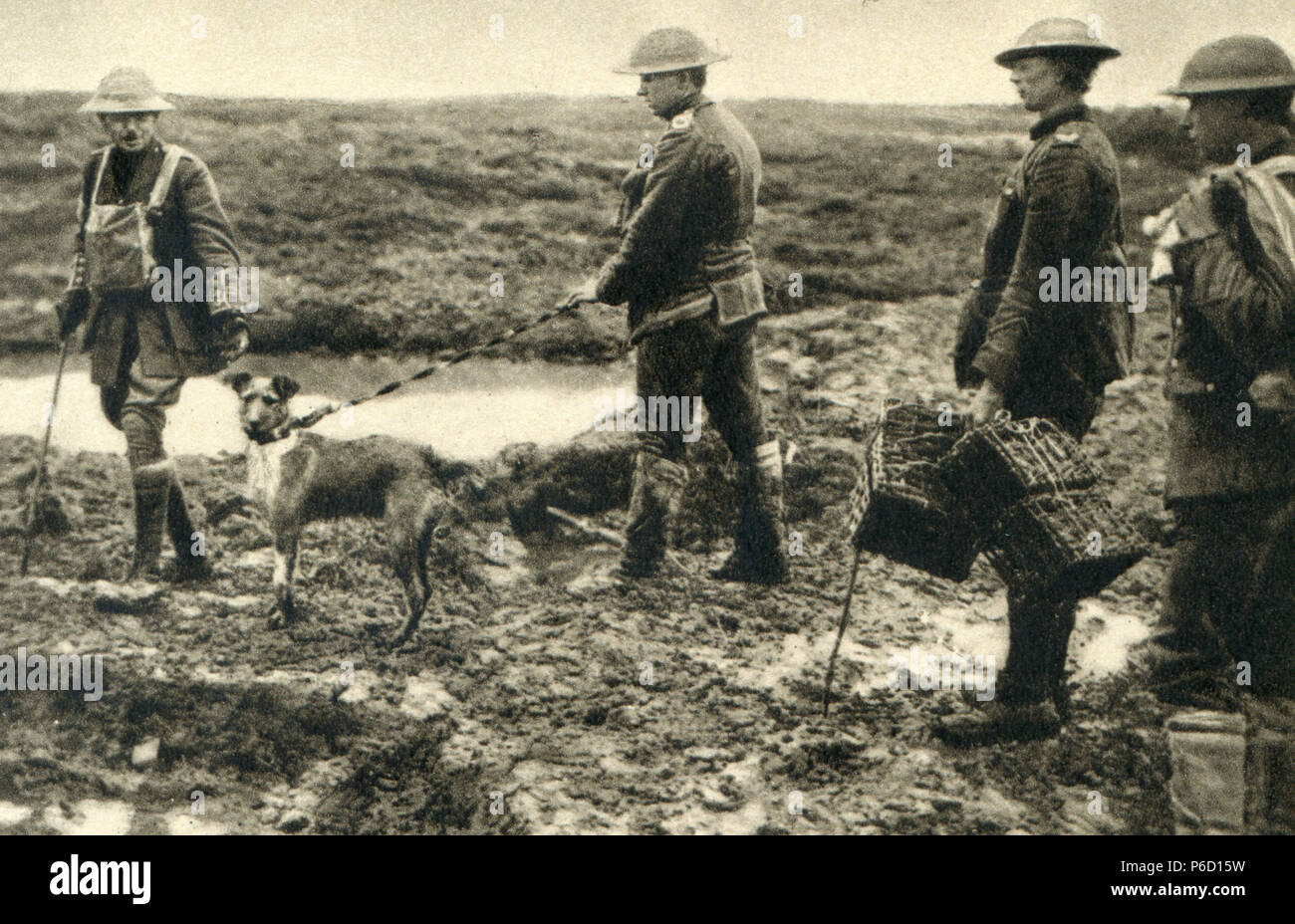 Des soldats britanniques, messenger dog, langemark, ww1, la première ...