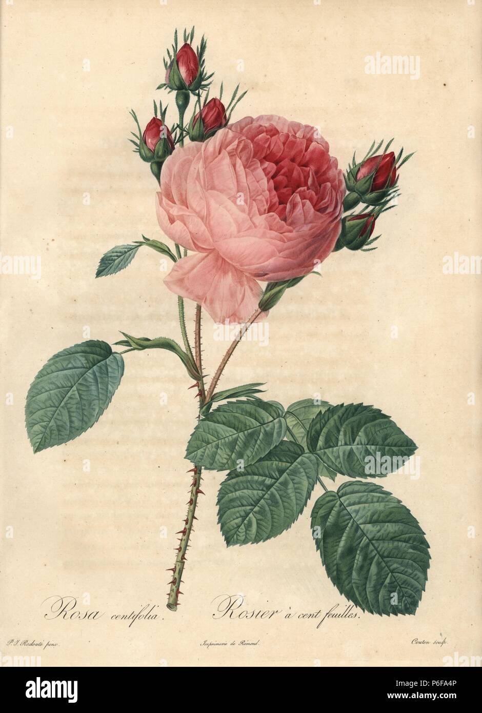 Le chou, rose centifolia Rosa. Crépi coloriée à la gravure sur cuivre ...