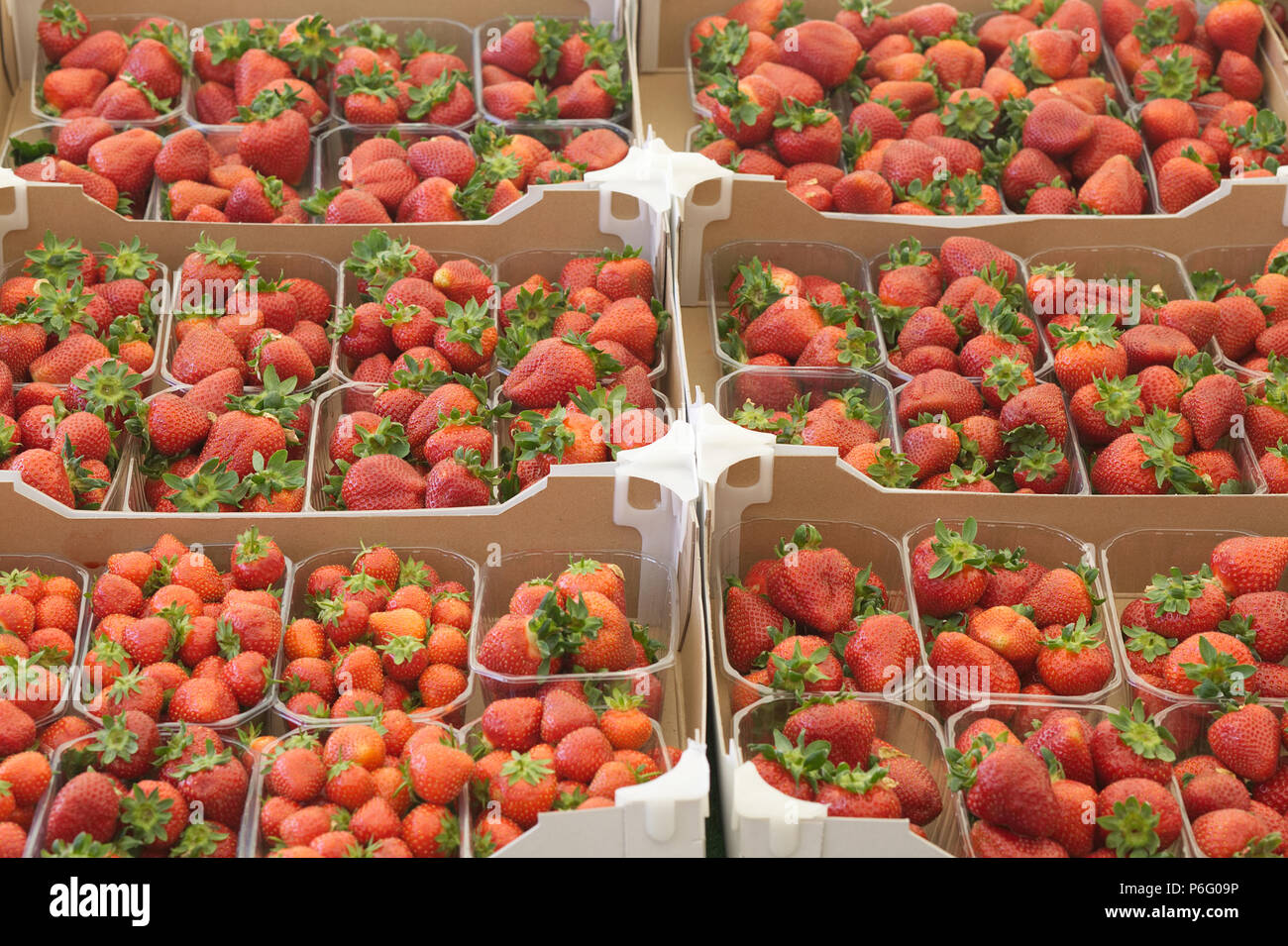 Fraises punnets frais Banque de photographies et d’images à haute ...