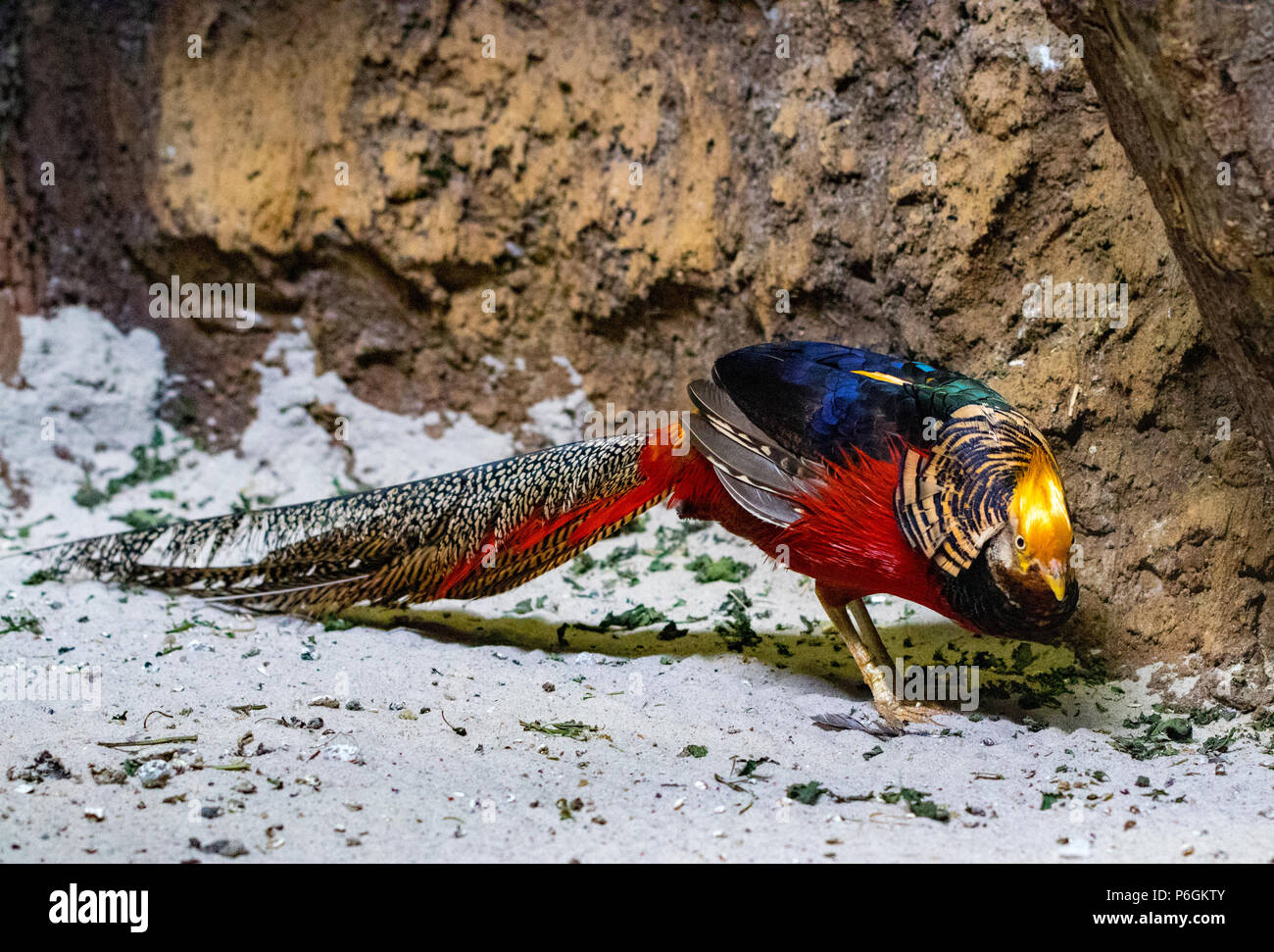 Le Faisan doré (Chrysolophus pictus) ou faisan chinois à l'extérieur ...