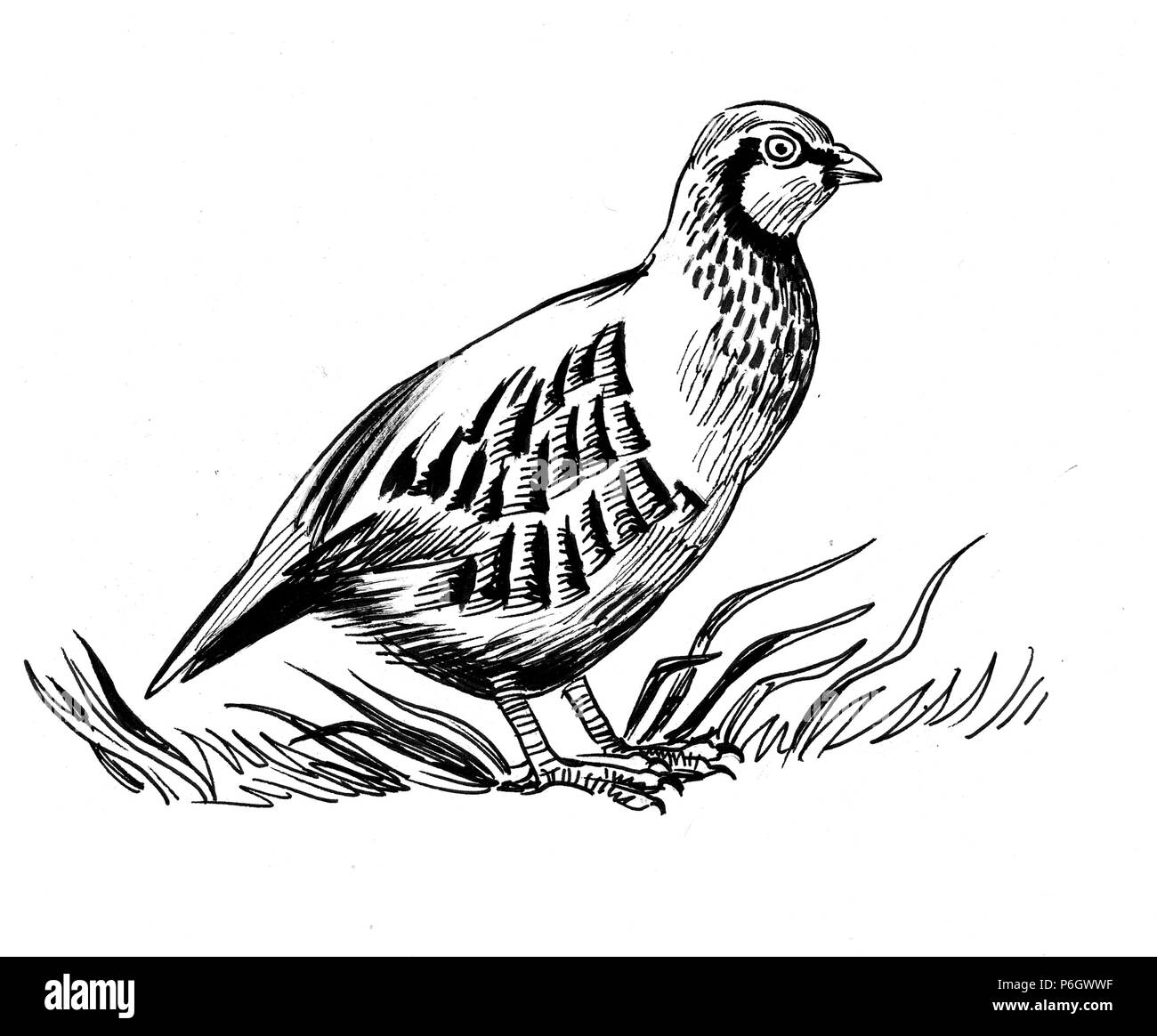 Perdrix noire Banque d'images noir et blanc - Alamy