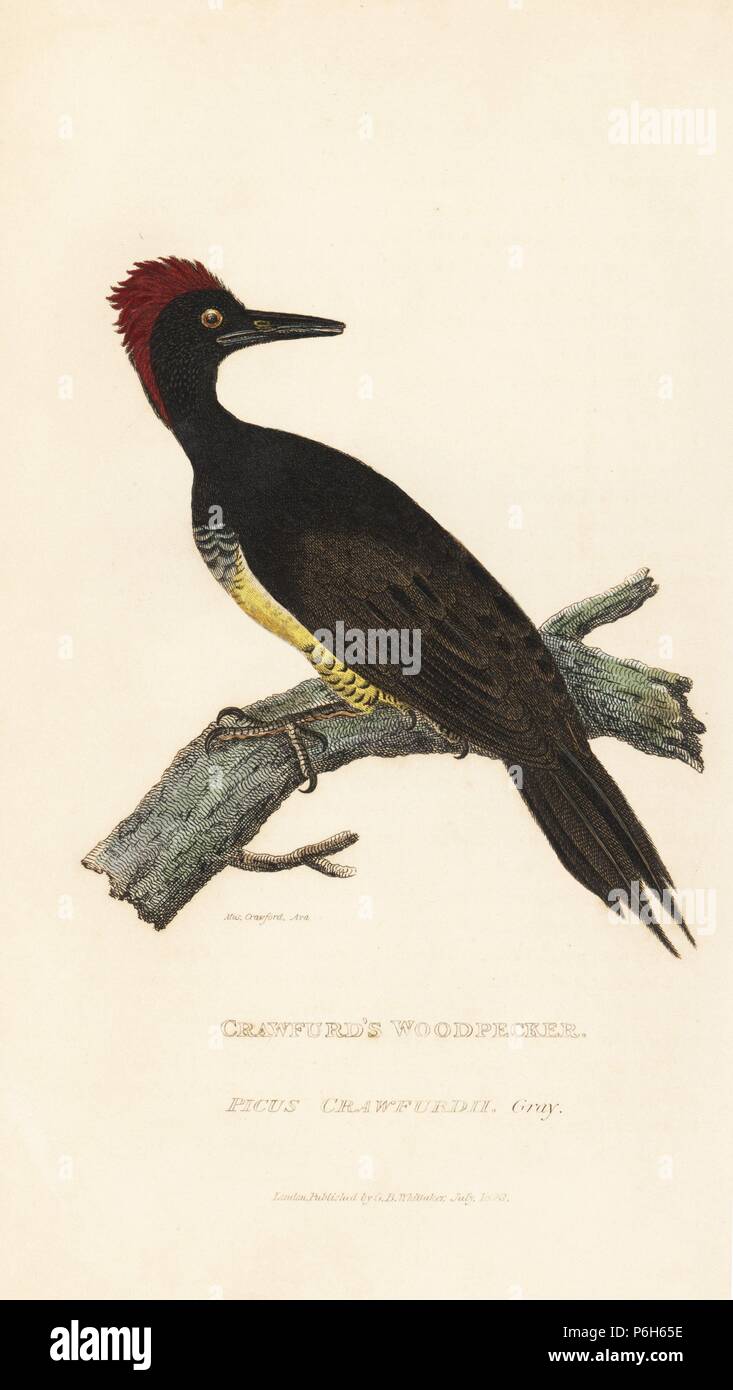 Picus crawfurdii Banque de photographies et d’images à haute résolution ...