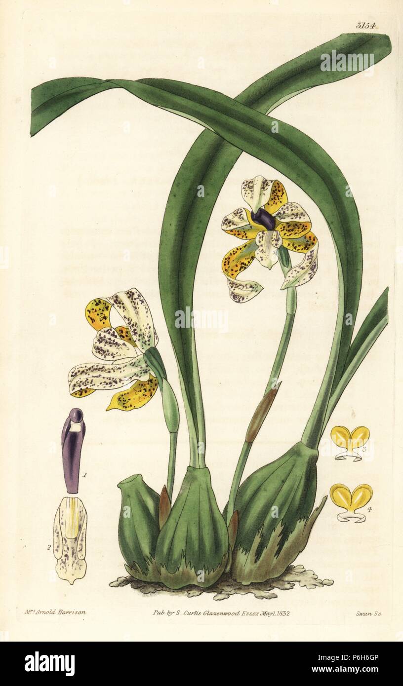 Brasiliorchis orchidée maxillaria picta (peint, Maxillaria picta). La ...