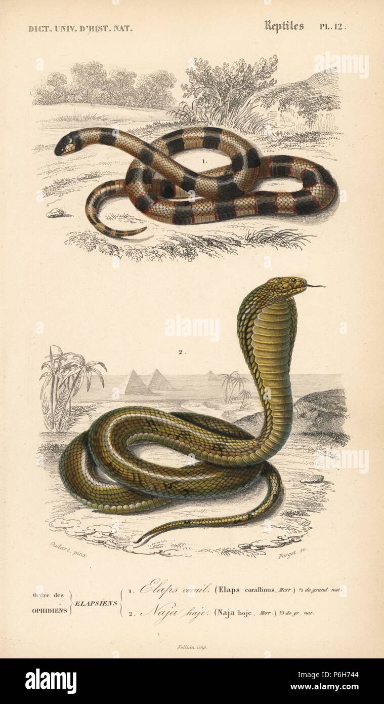 Elaps corallinus Banque de photographies et d’images à haute résolution ...