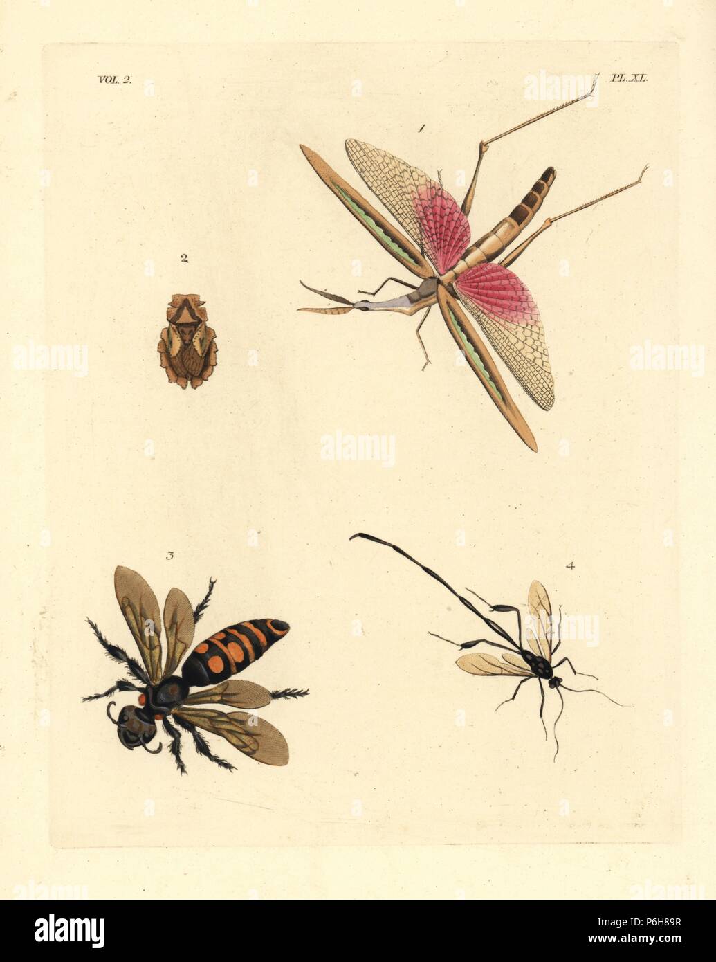 Eneoptera surinamensis Banque de photographies et d’images à haute ...