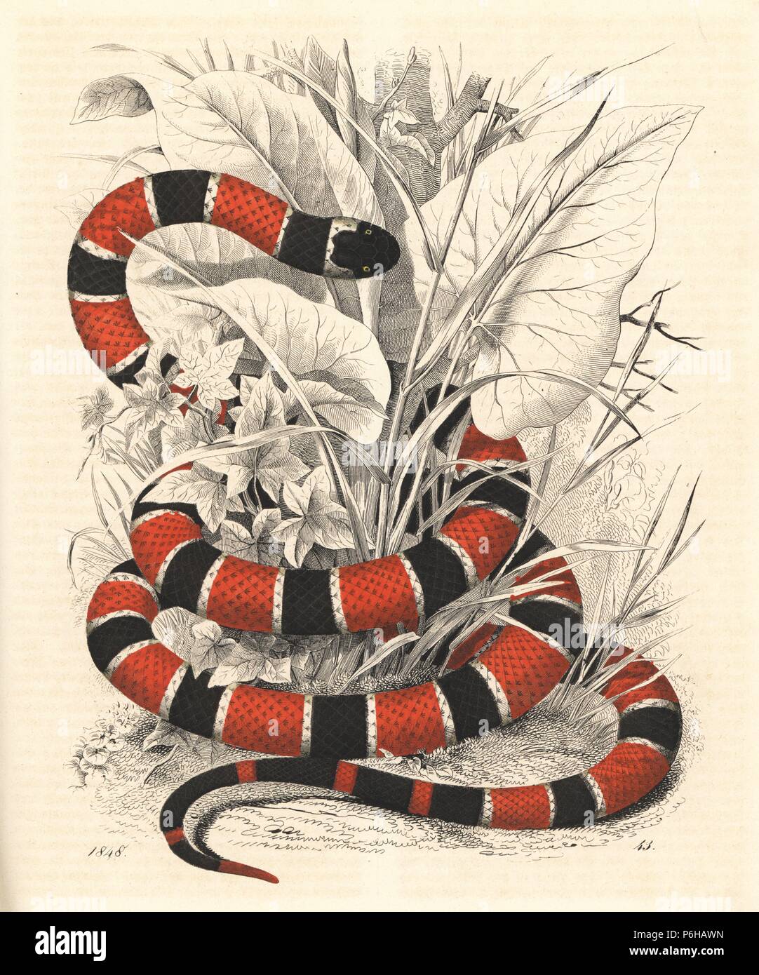 Elaps corallinus Banque de photographies et d’images à haute résolution - Alamy