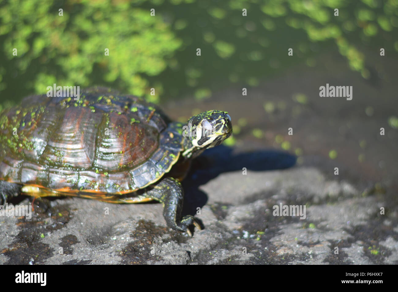 Les tortues à oreilles rouges (Trachemys scripta elegans) dans un étang ...