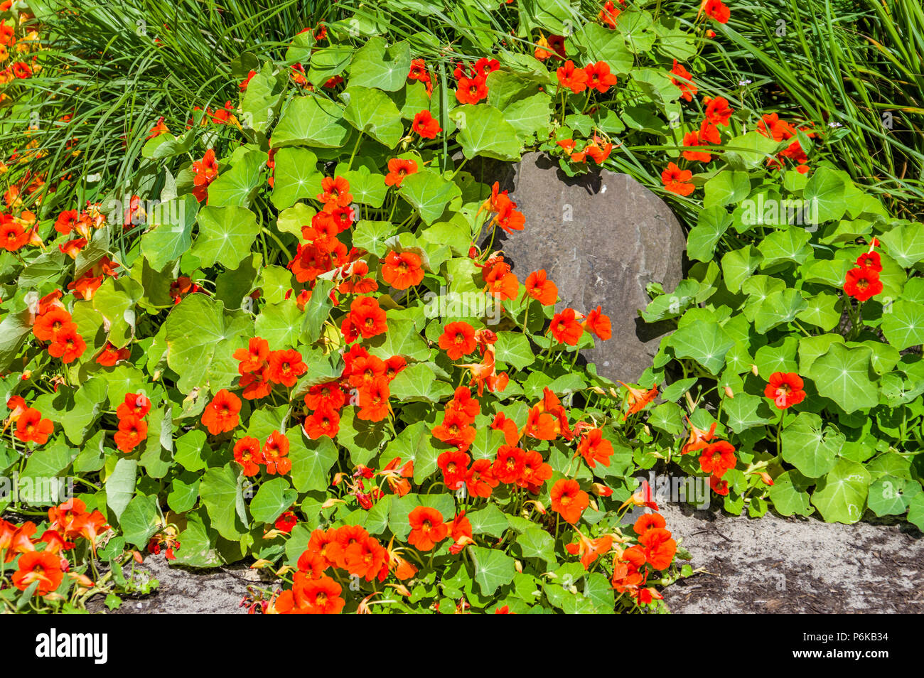 Plantes et fleurs de capucines Banque de photographies et d’images à ...