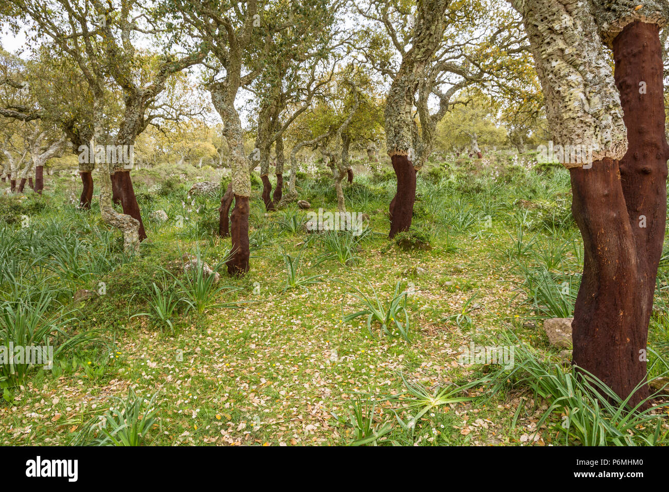 Le chene liege Banque de photographies et d’images à haute résolution ...