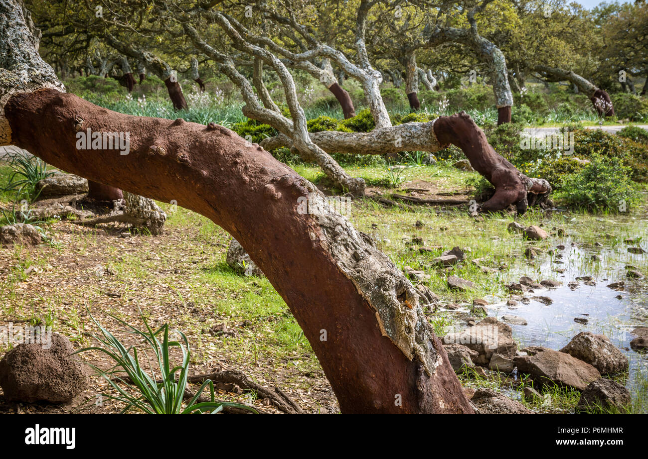 Forêt de chêne-liège (Quercus suber) sur le plateau basaltique de Giara ...