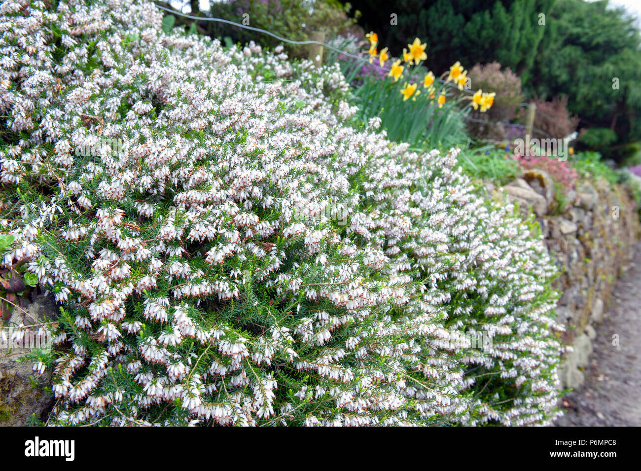 Erica carnea, plante à fleurs blanches, Springwood aka Heath hiver ...