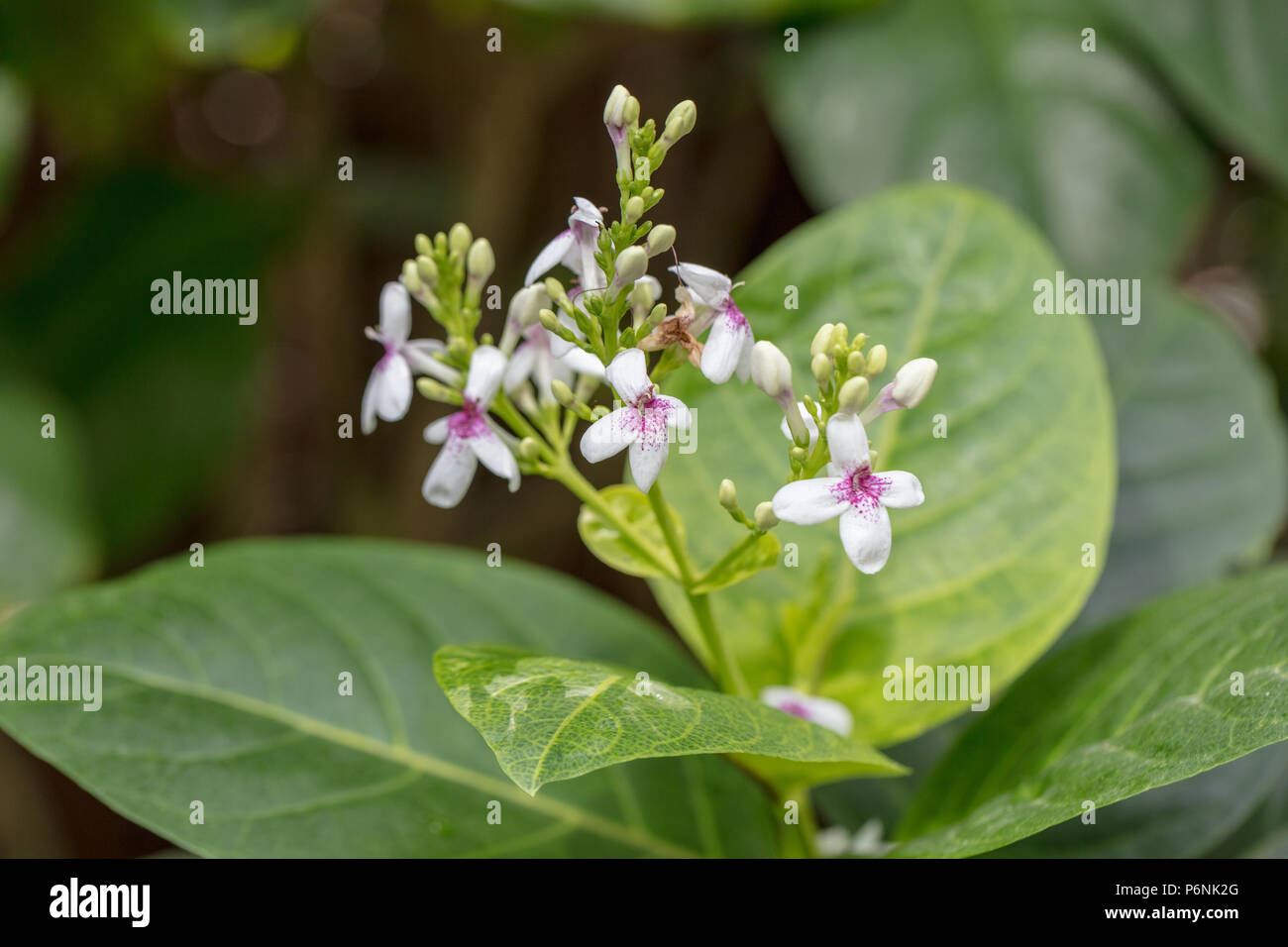 Eranthemum reticulatum Banque de photographies et d’images à haute ...