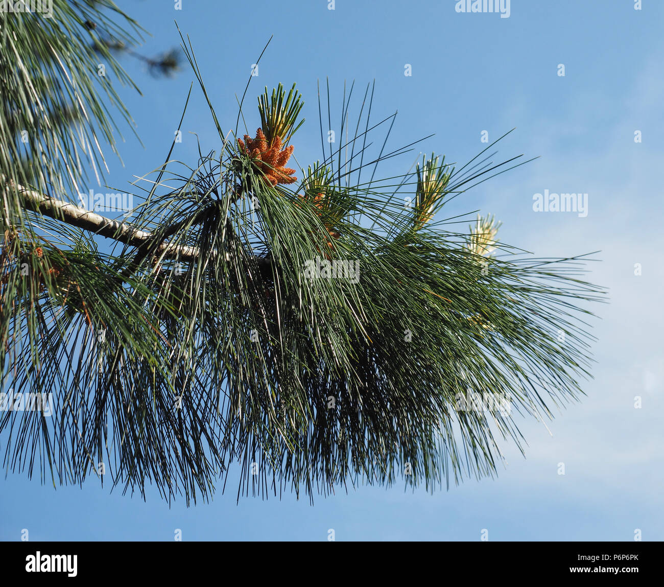 Family pinaceae Banque de photographies et d’images à haute résolution - Alamy