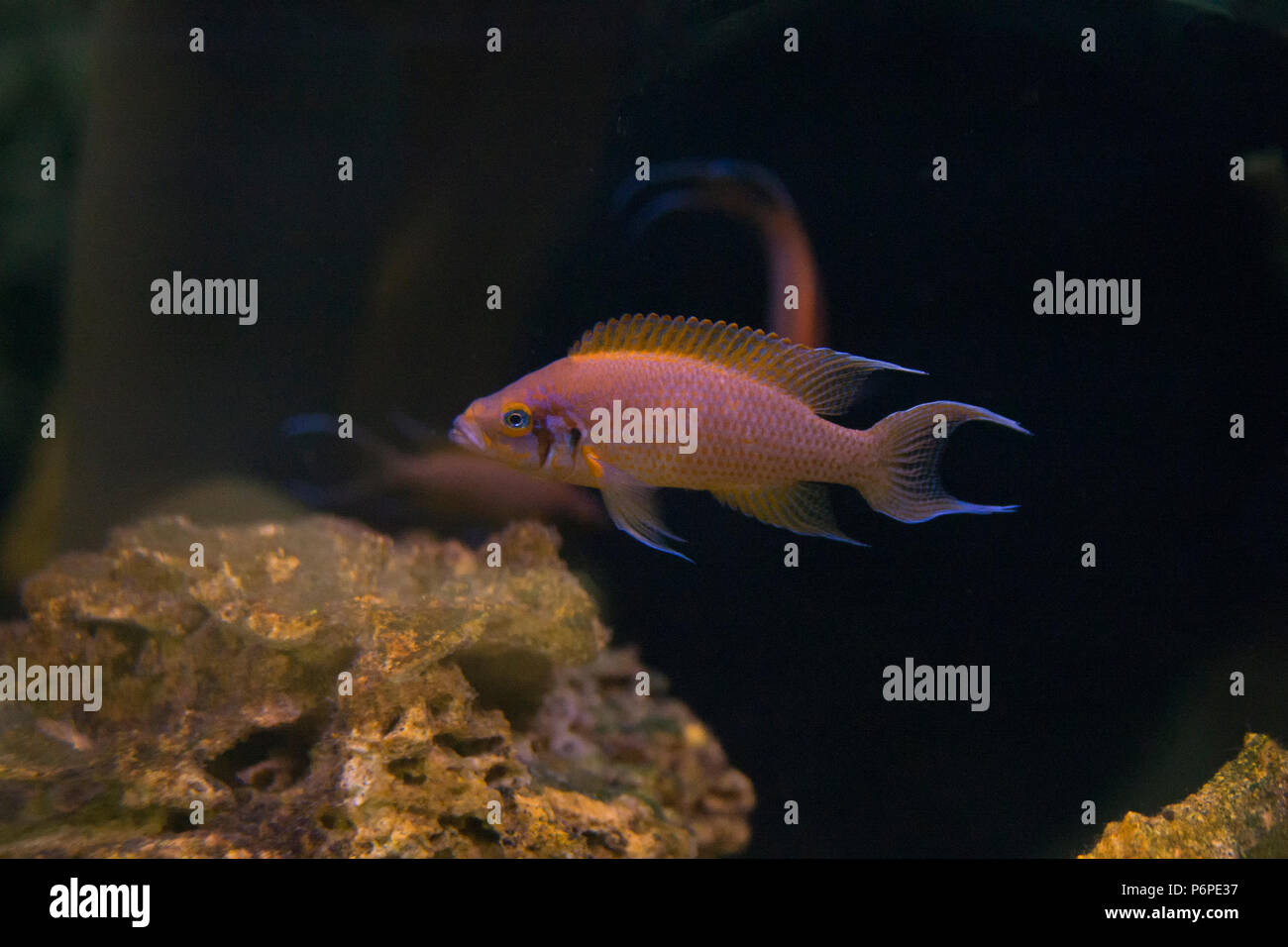 Cichlidé Lac Tanganyika Banque d'image et photos - Alamy