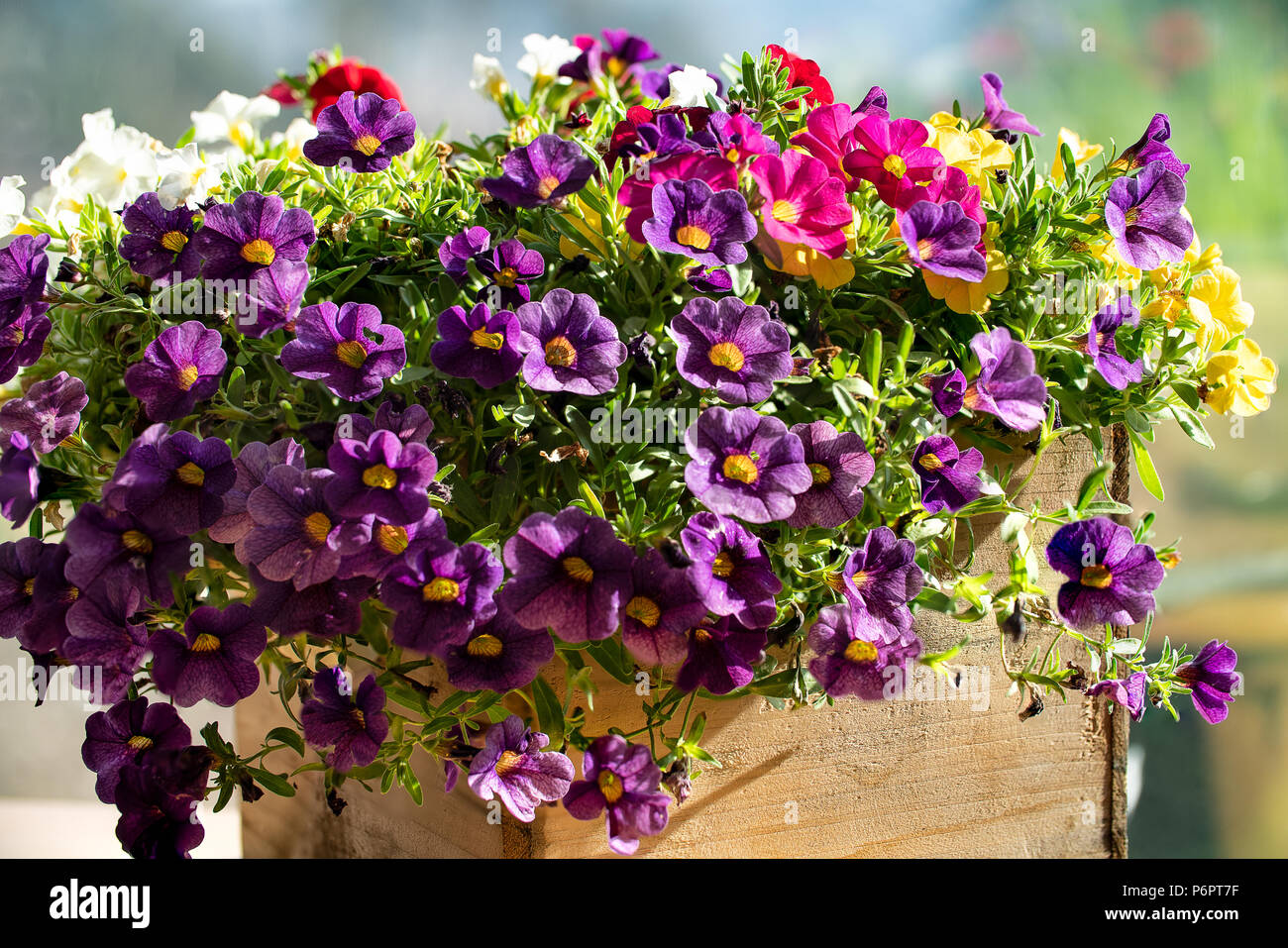 Types de flore Banque de photographies et d’images à haute résolution ...