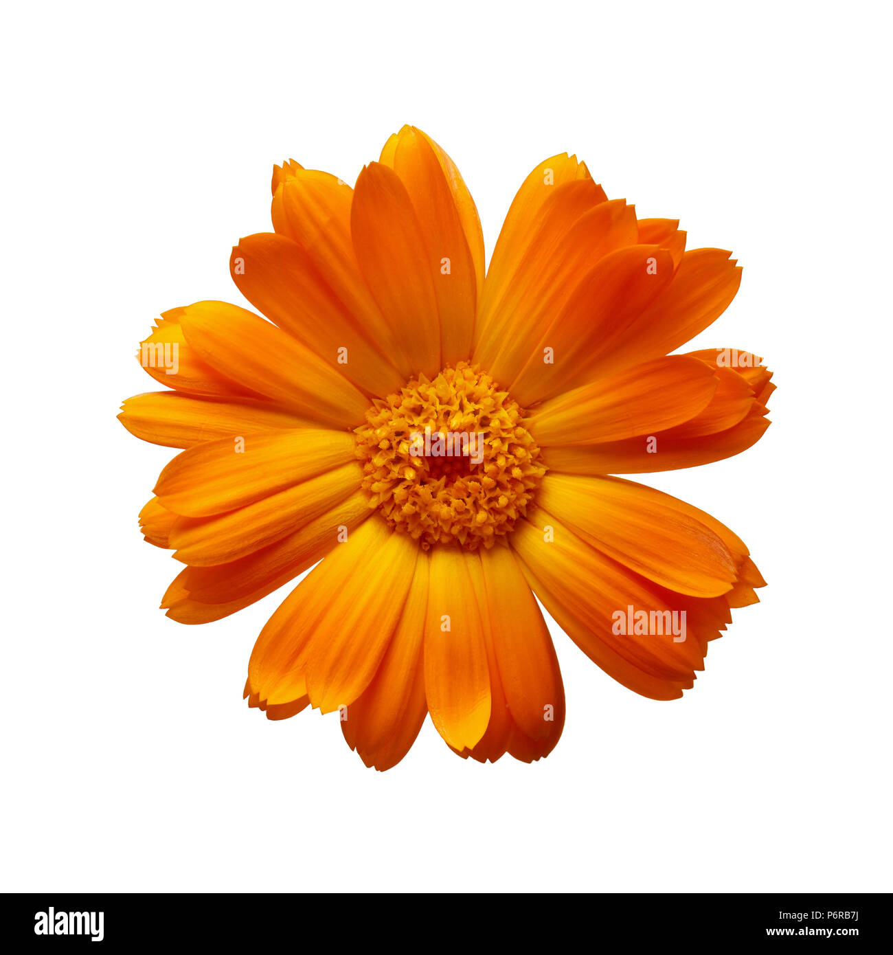 Souci officinal Banque de photographies et d’images à haute résolution - Alamy