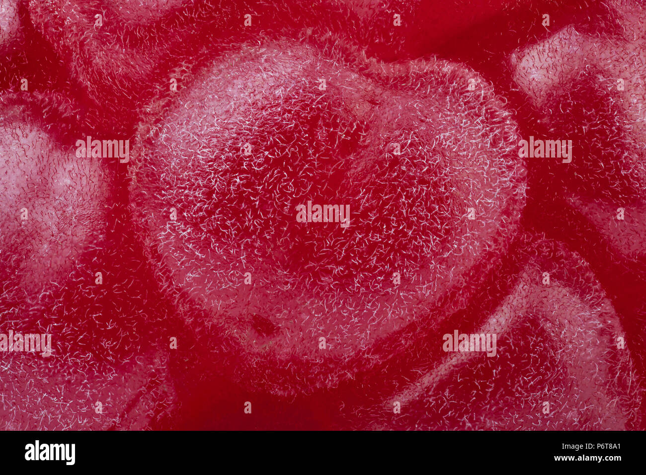 Framboise microscope Banque de photographies et d’images à haute ...