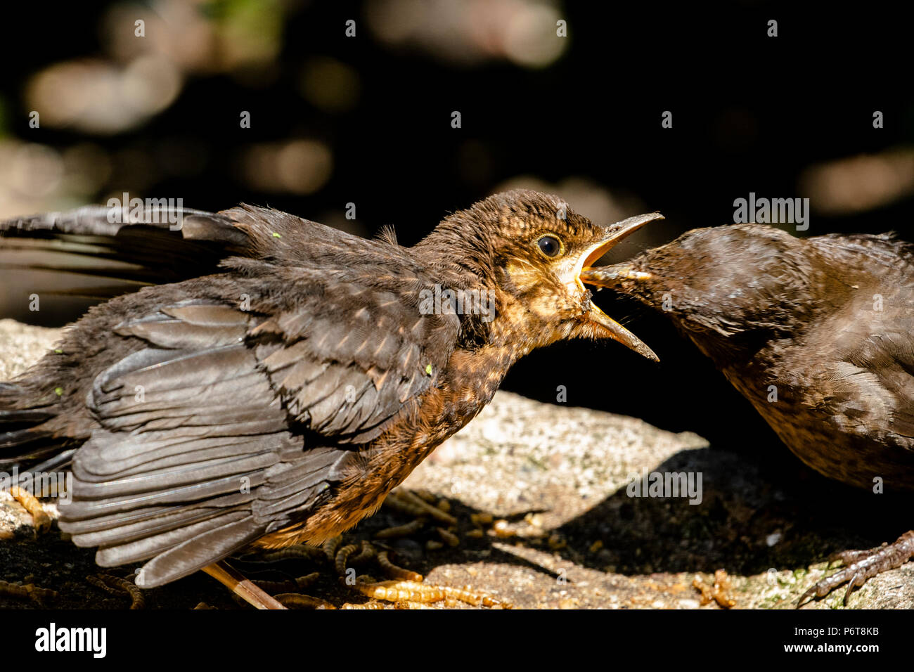 Jeune merle femelle Banque de photographies et d’images à haute ...