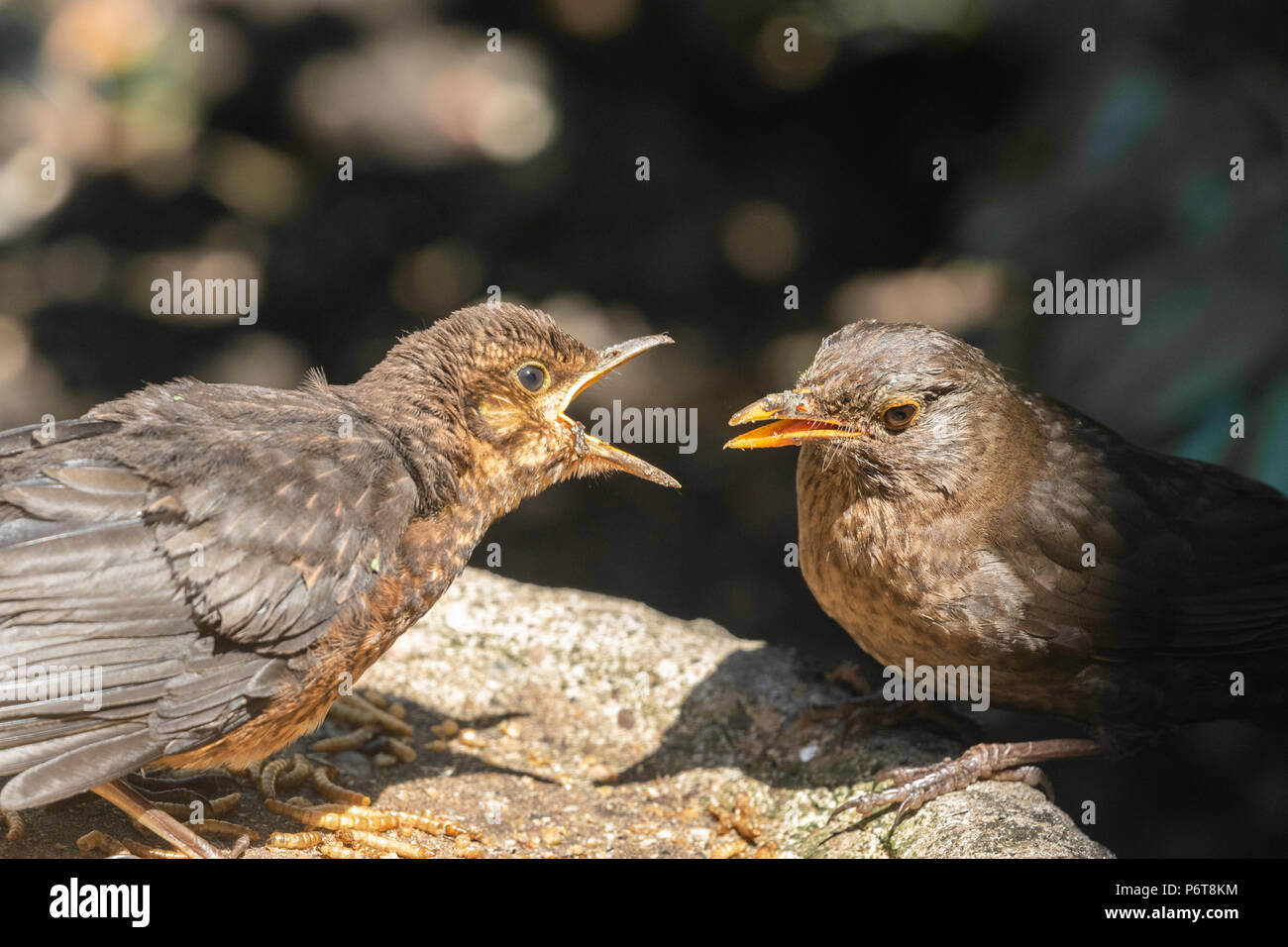 Jeune merle femelle Banque de photographies et d’images à haute ...