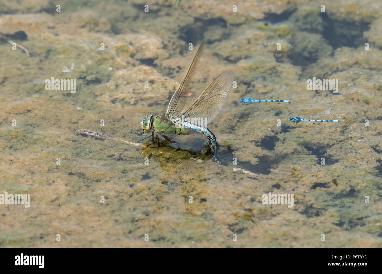Libellule Anax imperator (Empereur) ovi-énonciation (la ponte Photo Stock - Alamy