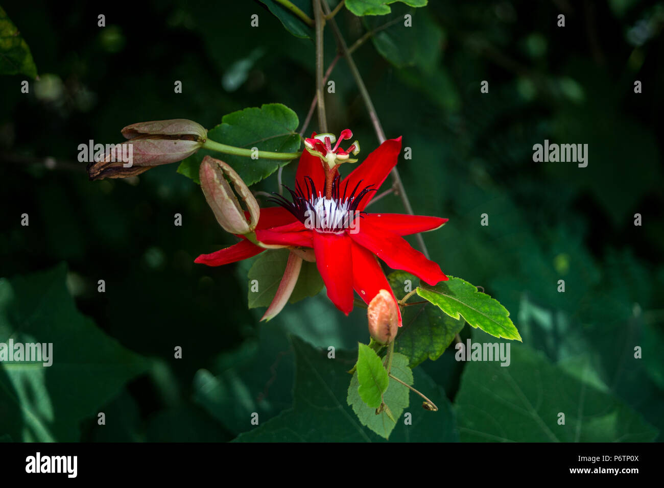 Passiflore vitifolia Banque de photographies et d’images à haute ...