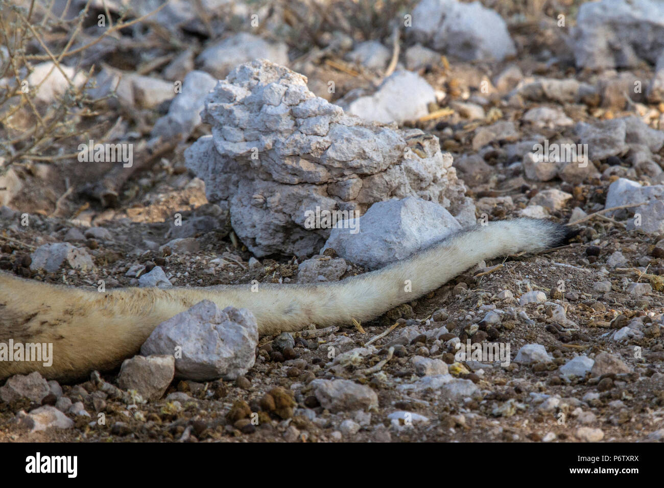 Queue de lion Banque de photographies et d’images à haute résolution ...
