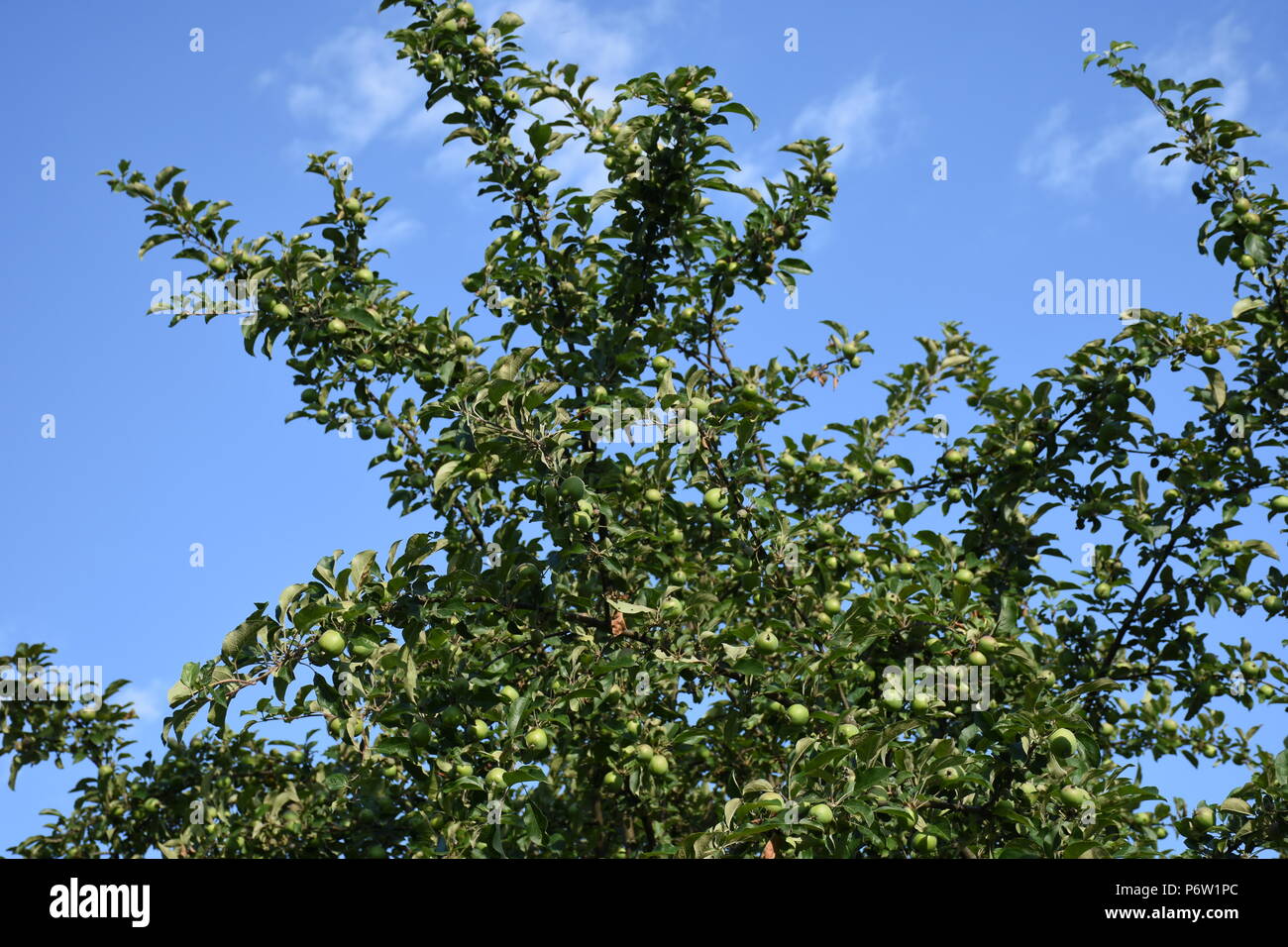 Apfel mit blatt Banque de photographies et d’images à haute résolution ...
