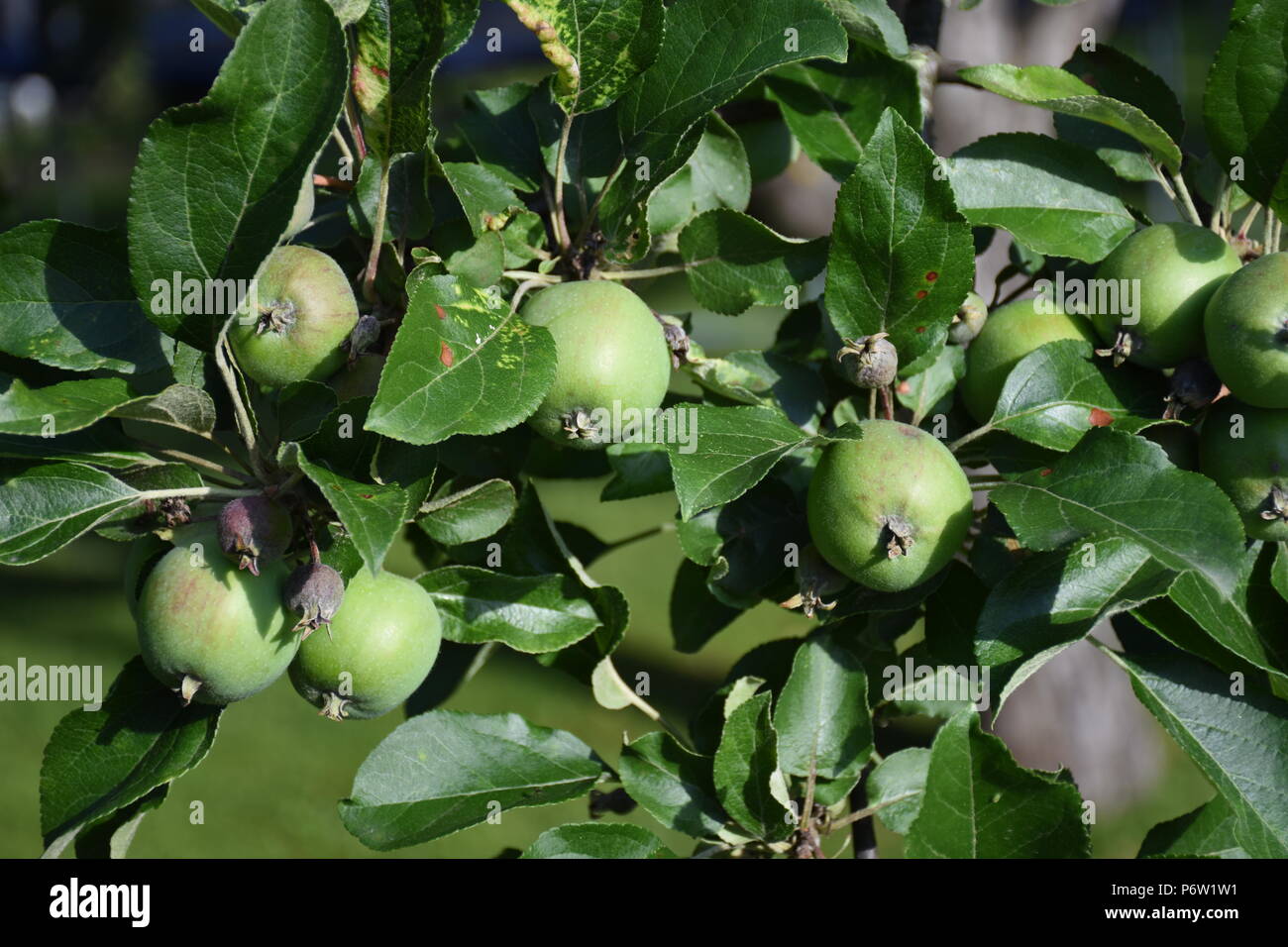 Kultur apfelbaum Banque de photographies et d’images à haute résolution ...