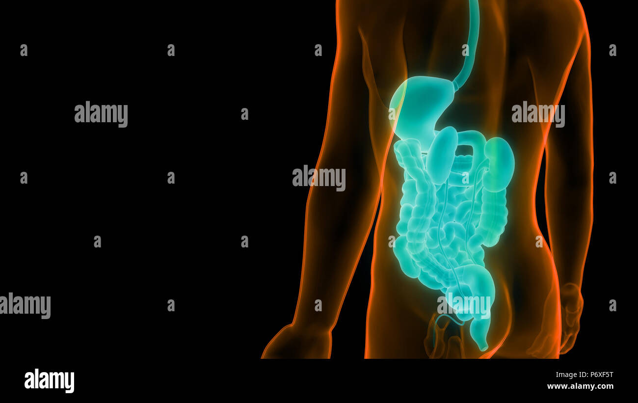 Anatomie du système digestif humain Photo Stock - Alamy