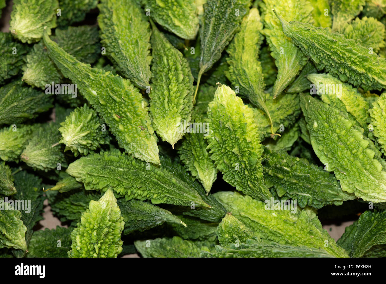 Jeune plante de melon amer Banque de photographies et d’images à haute ...