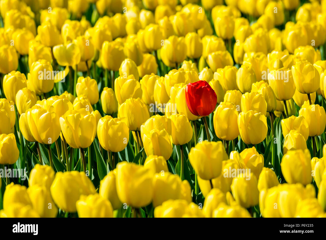 Pays Bas, Hollande-du-Sud, Nordwijkerhout. Une seule fleur tulipe rouge ...