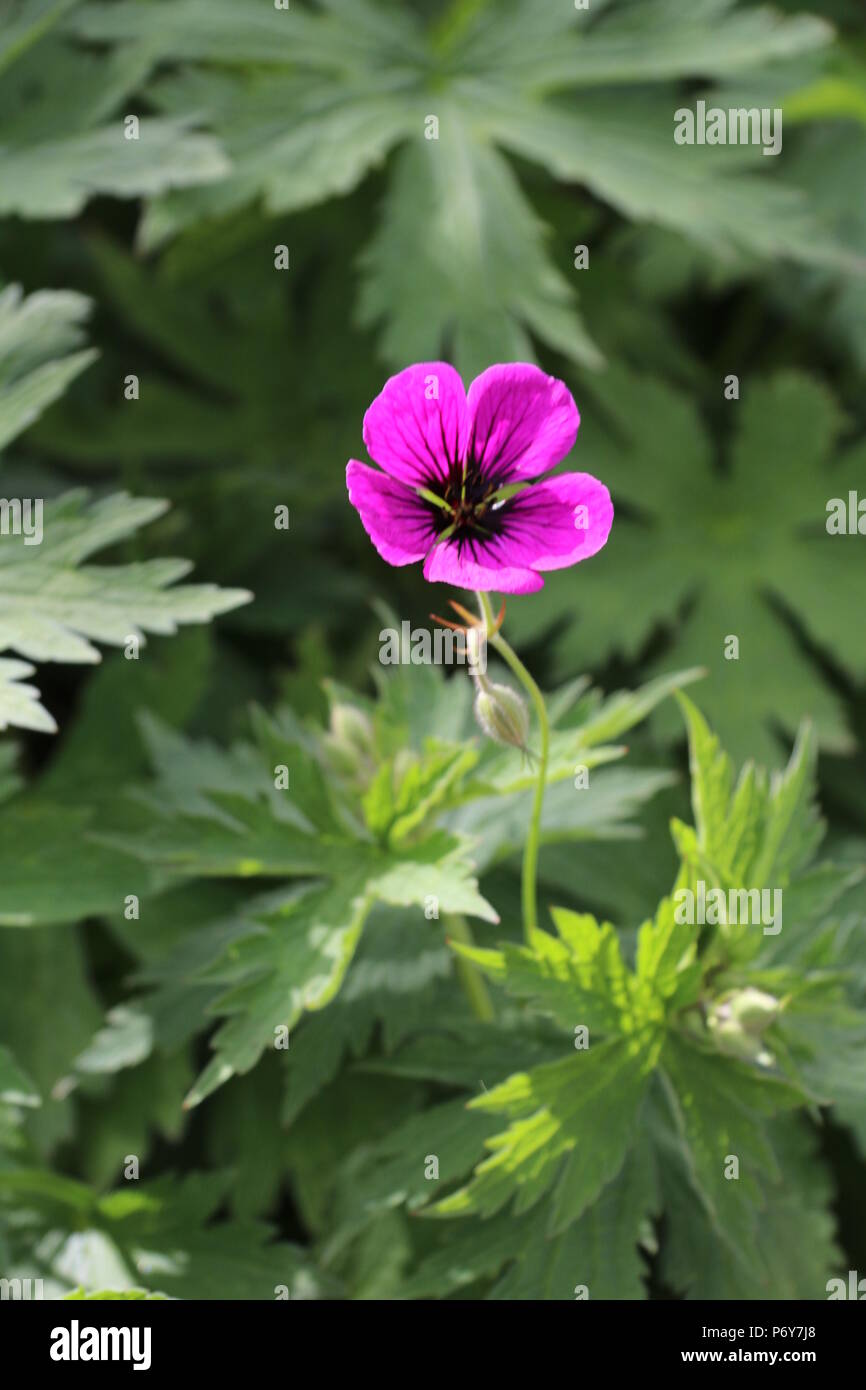 Geranium anne thomson Banque de photographies et d’images à haute ...