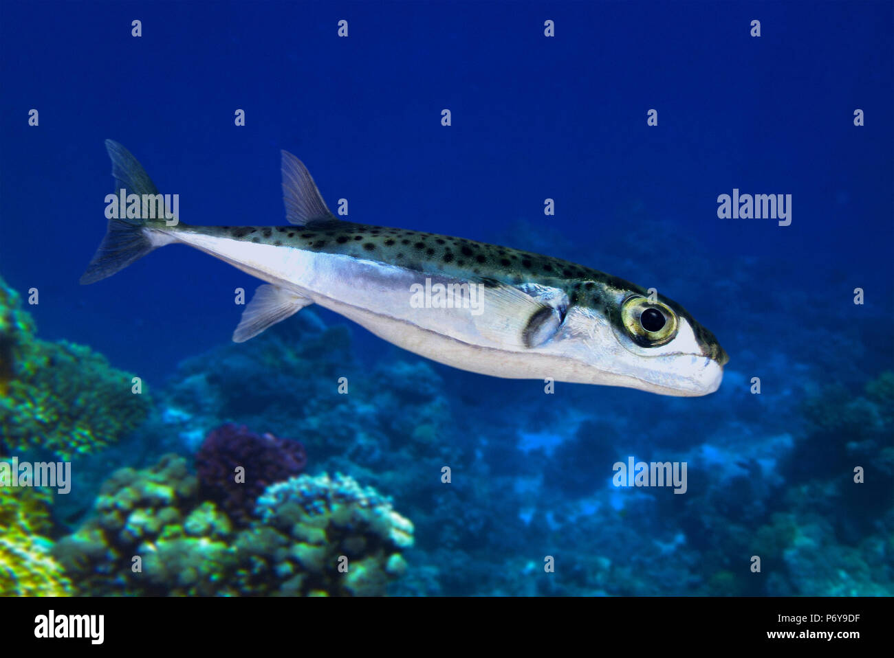 Animal Mortel Banque d'image et photos - Alamy