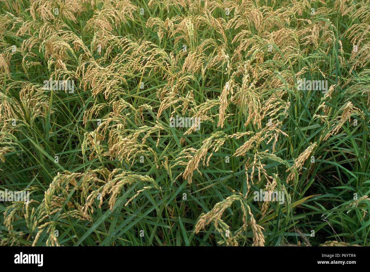 Culture du riz dans la province de Novara (Piémont, Italie Photo Stock ...