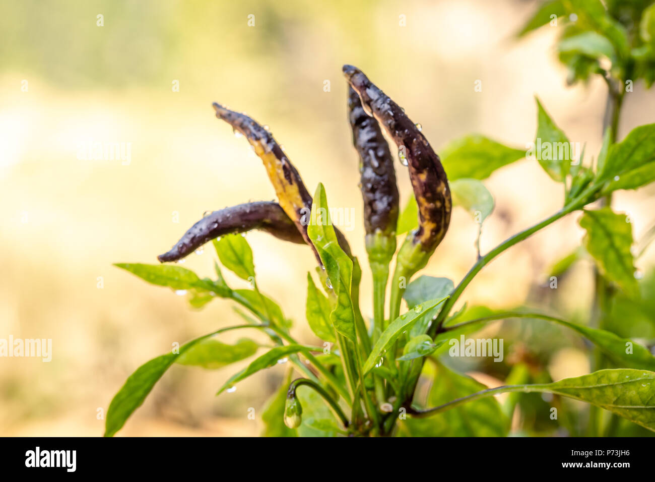 Capsicum frutescens linn Banque de photographies et d’images à haute ...