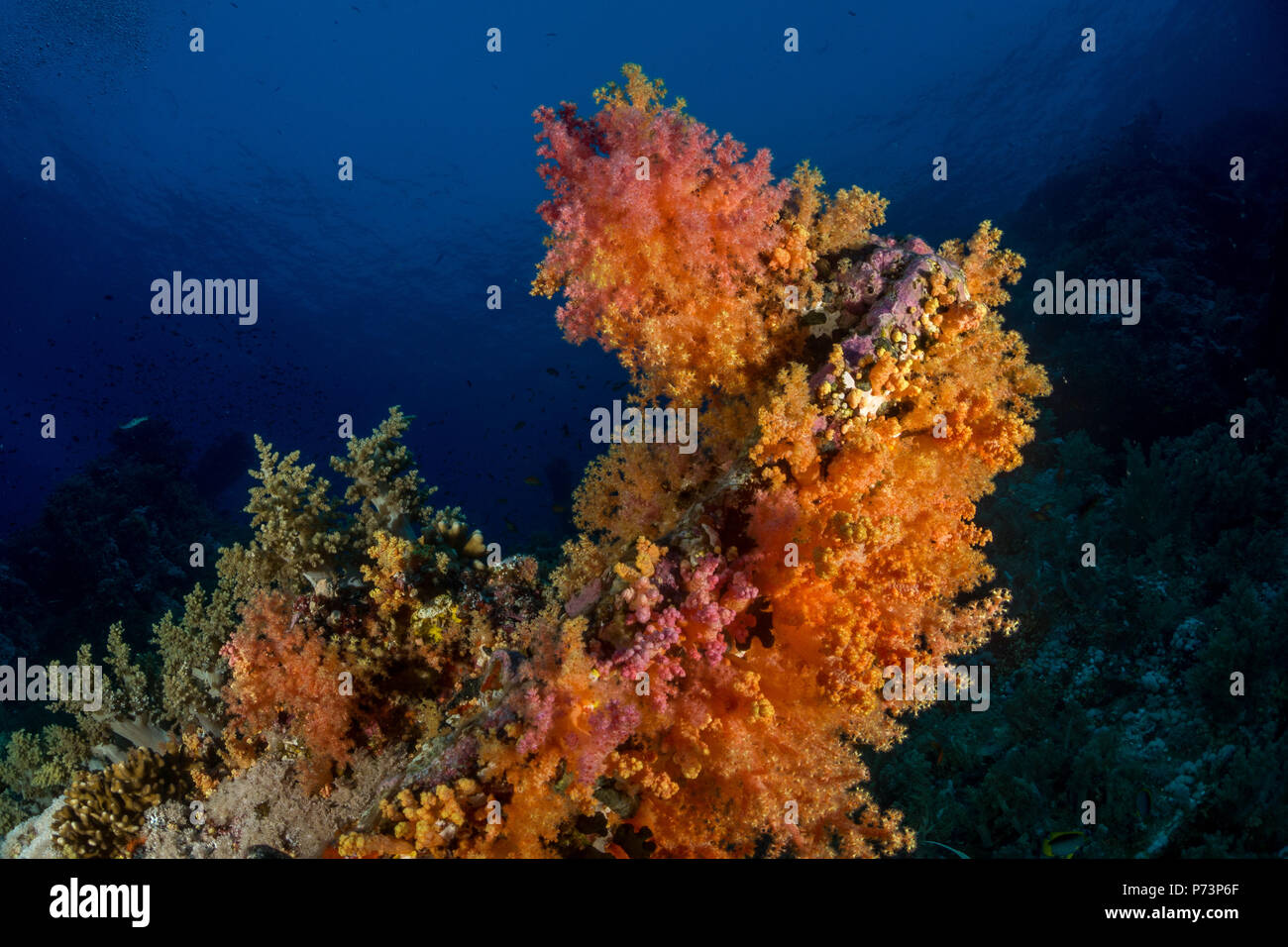 Faune de la mer rouge Banque de photographies et d’images à haute ...