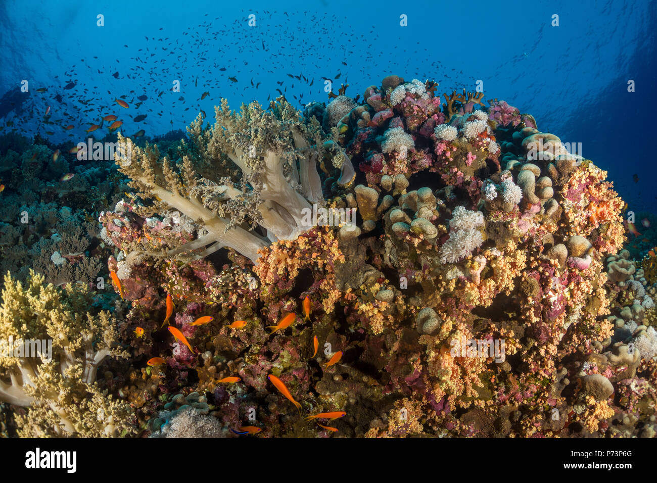 Faune de la mer rouge Banque de photographies et d’images à haute ...