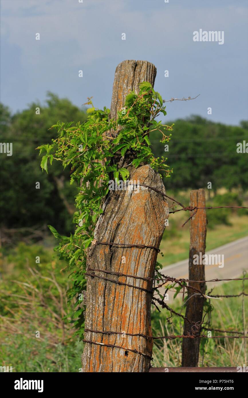 Kansas raisins sauvages sur un piquet shot libre avec ciel bleu et une ...