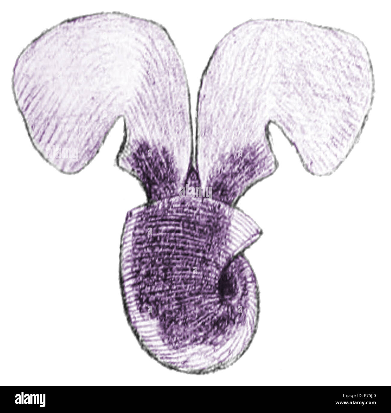 Limacina helicina Banque de photographies et d’images à haute ...