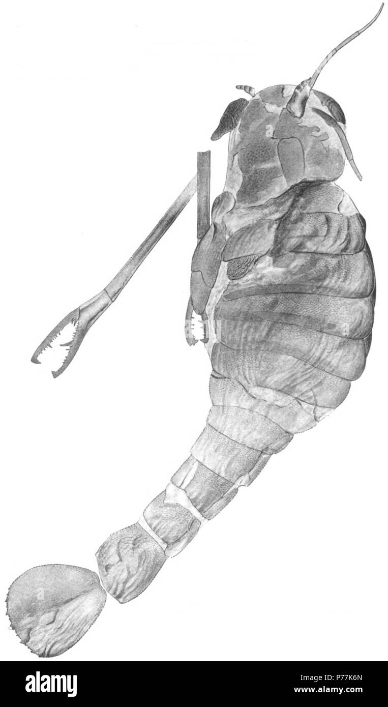 Pterygotus buffaloensis Banque de photographies et d’images à haute ...