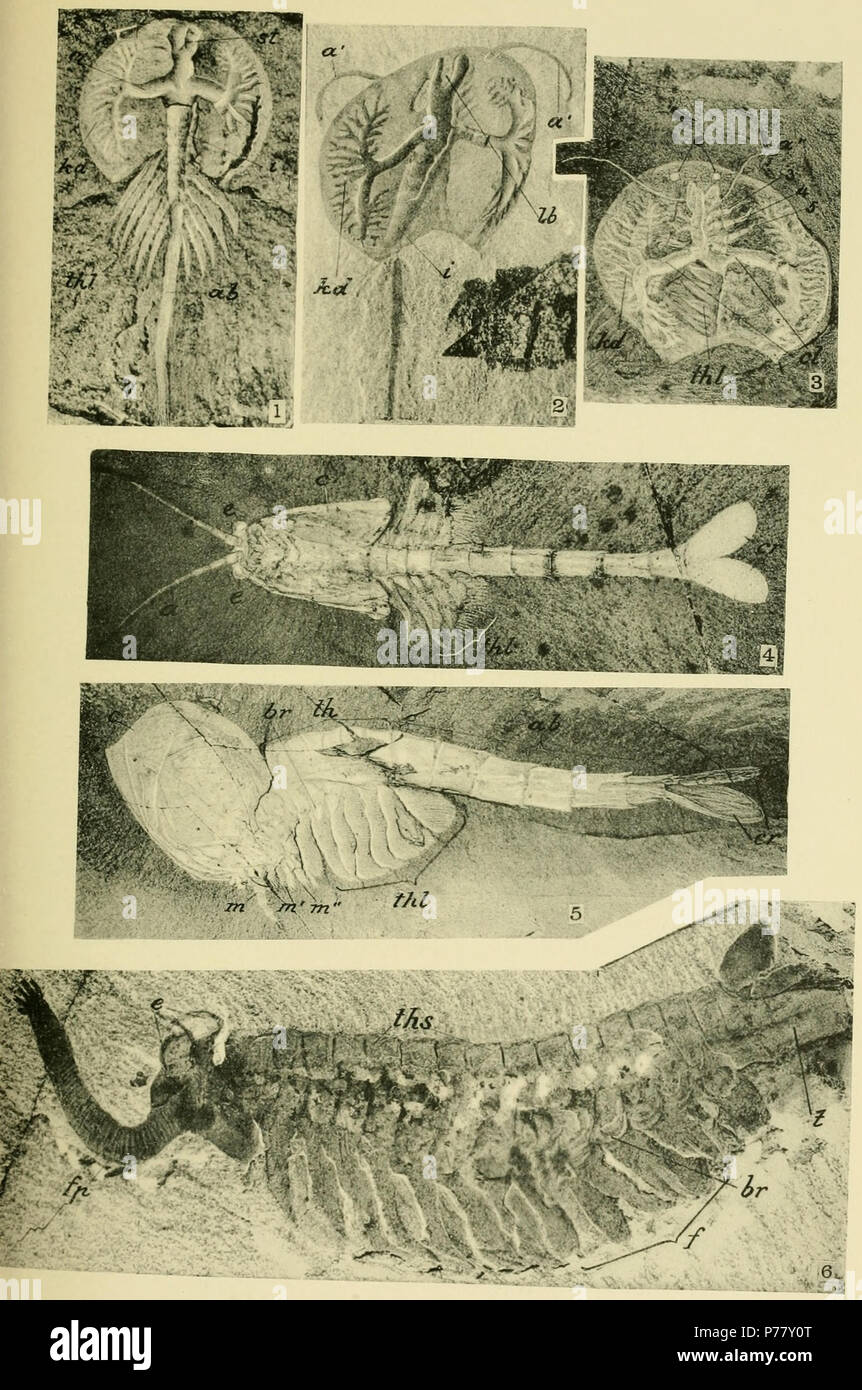 Waptia fieldensis Banque de photographies et d’images à haute ...