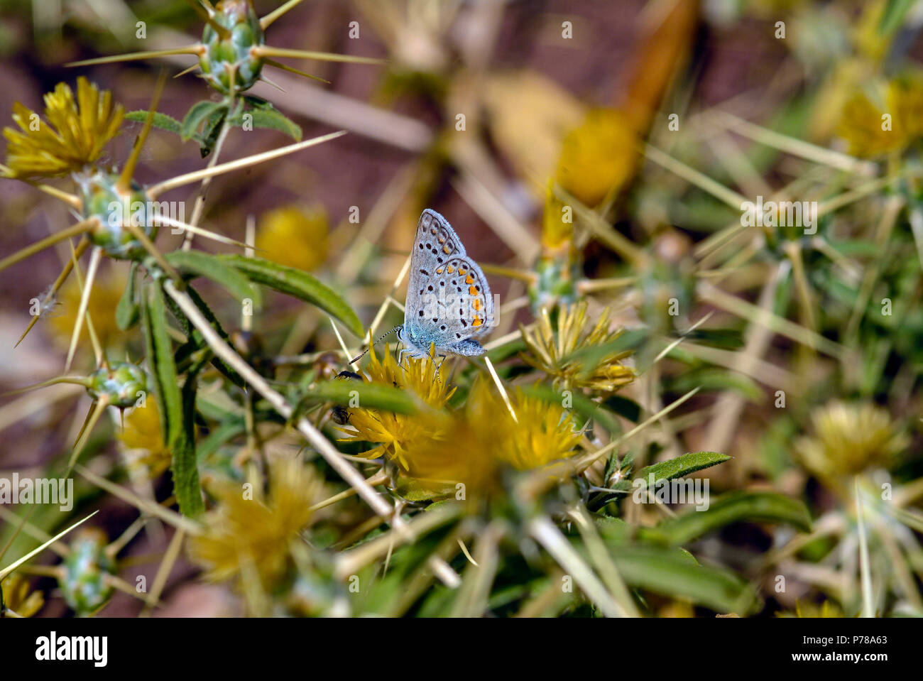 Adonis Blue Butterfly (Polyommatus bellargus) à l'Makvrokolympos ...